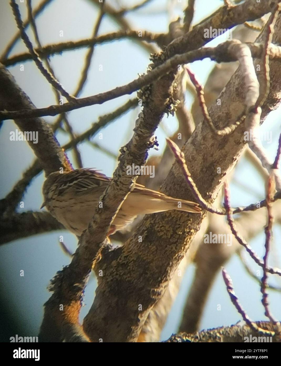 Tree Pipit (Anthus trivialis Stock Photo - Alamy