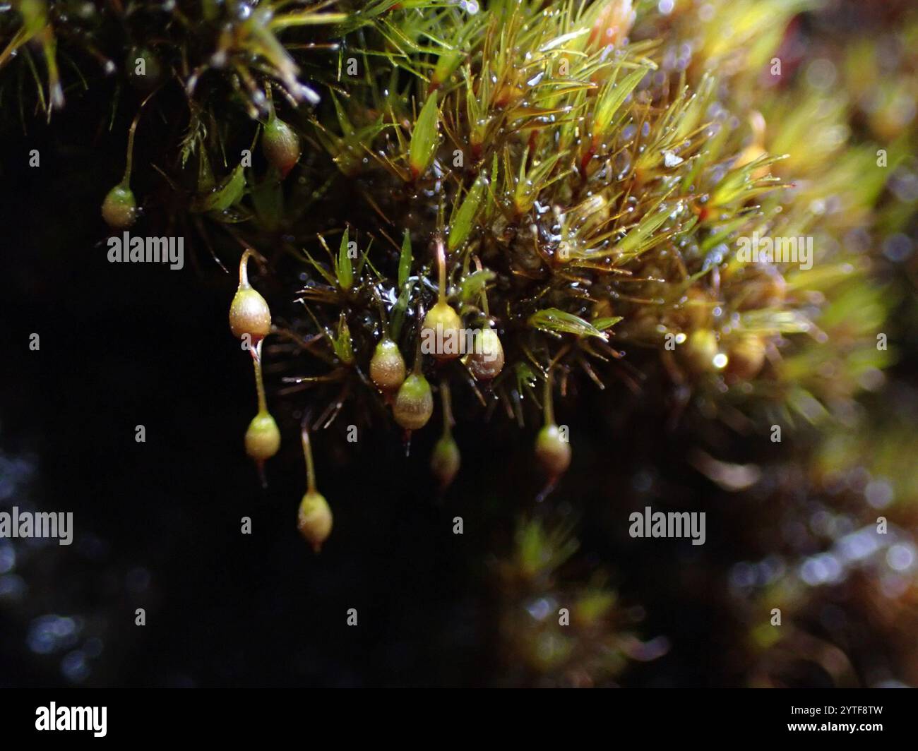 Sharp-leaved Blindia (Blindia acuta Stock Photo - Alamy