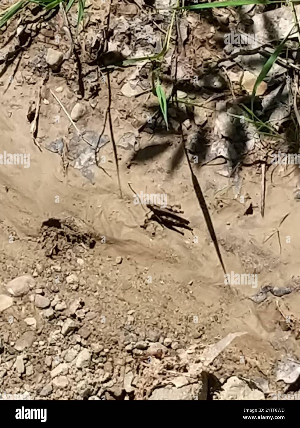 Sulphur-winged Grasshopper (Arphia sulphurea Stock Photo - Alamy