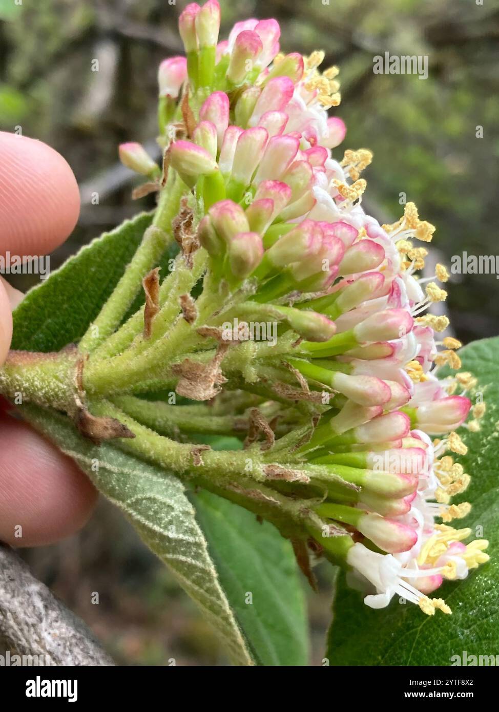 Indian wayfaring tree (Viburnum cotinifolium Stock Photo - Alamy