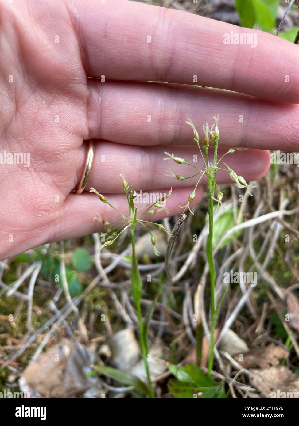 hairy woodrush (Luzula acuminata Stock Photo - Alamy