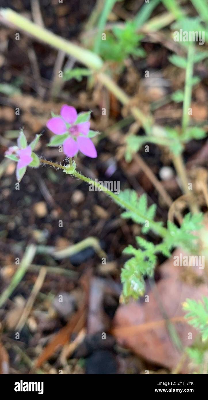 Redstem Stork's-bill (Erodium cicutarium Stock Photo - Alamy