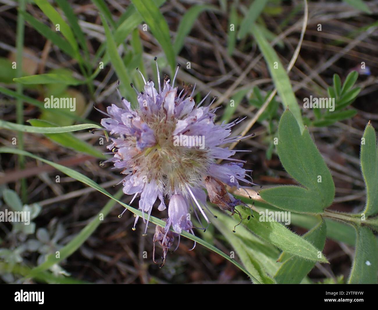 ballhead waterleaf (Hydrophyllum capitatum Stock Photo - Alamy