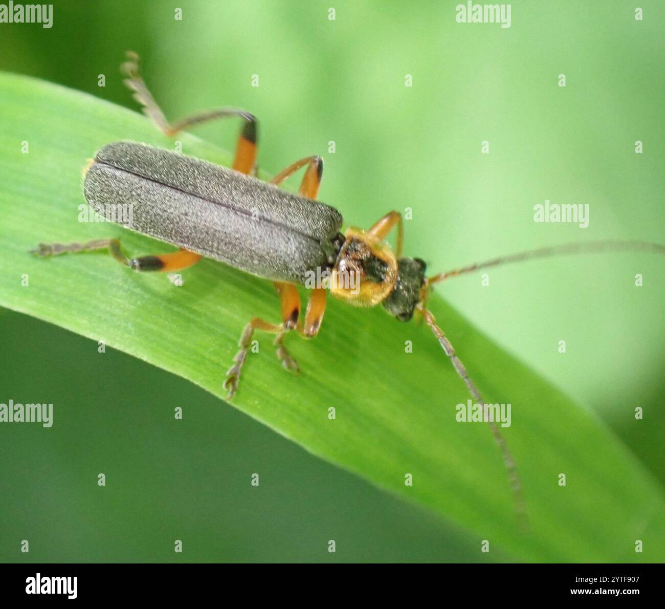 Grey sailor beetle hi-res stock photography and images - Alamy