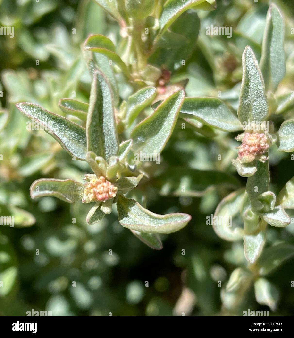 berry saltbush (Atriplex semibaccata Stock Photo - Alamy