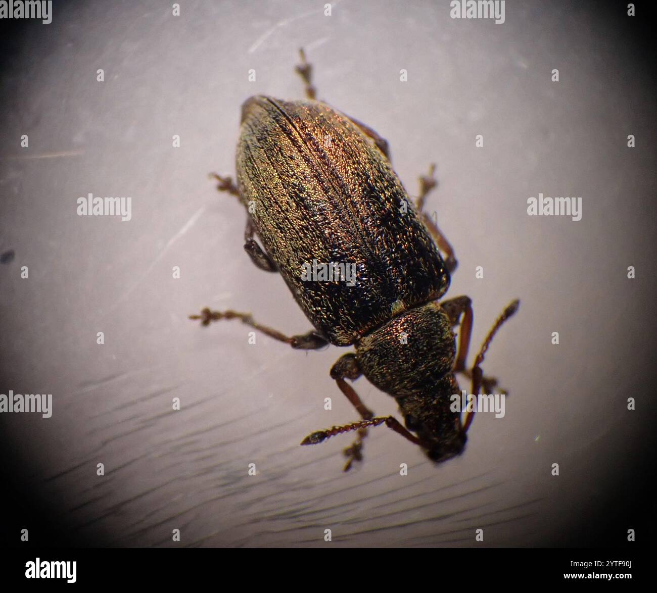 Common Leaf Weevil (Phyllobius pyri Stock Photo - Alamy
