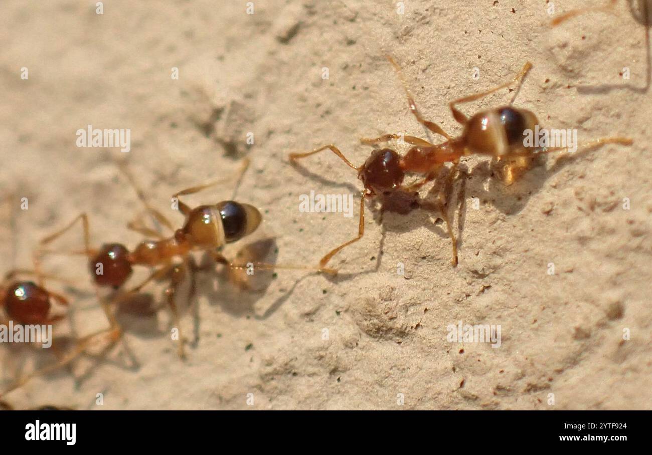 African Big-headed Ant (Pheidole megacephala Stock Photo - Alamy
