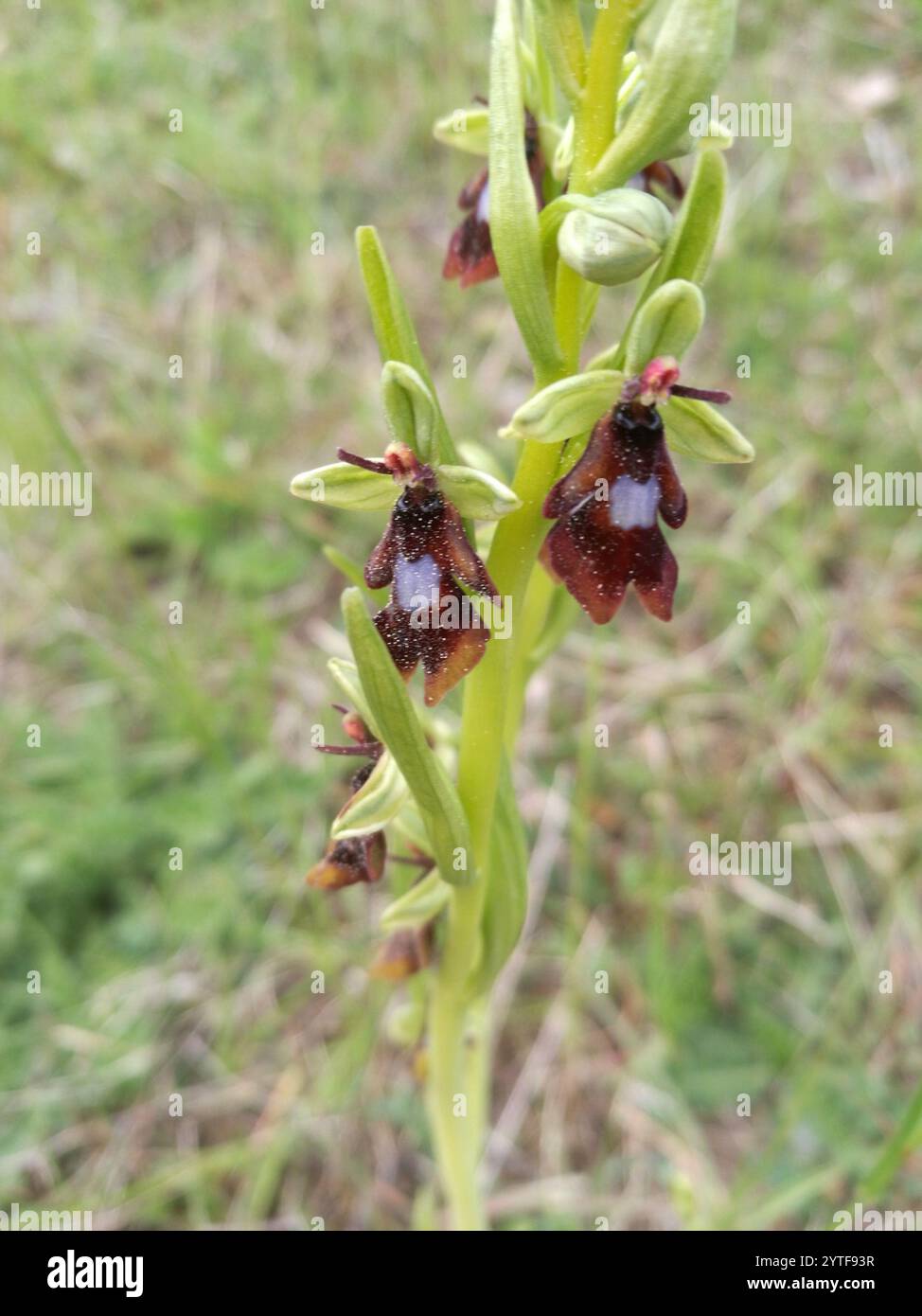 Fly Orchid (Ophrys insectifera Stock Photo - Alamy