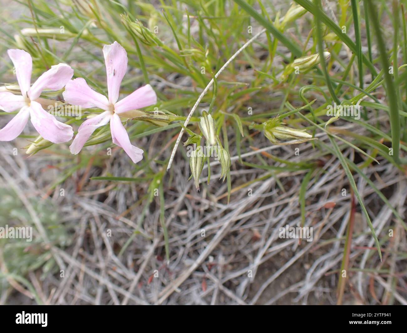 Longleaf Phlox (Phlox longifolia Stock Photo - Alamy