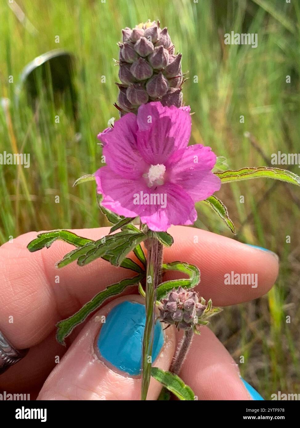 Meadow checker mallow hi-res stock photography and images - Alamy