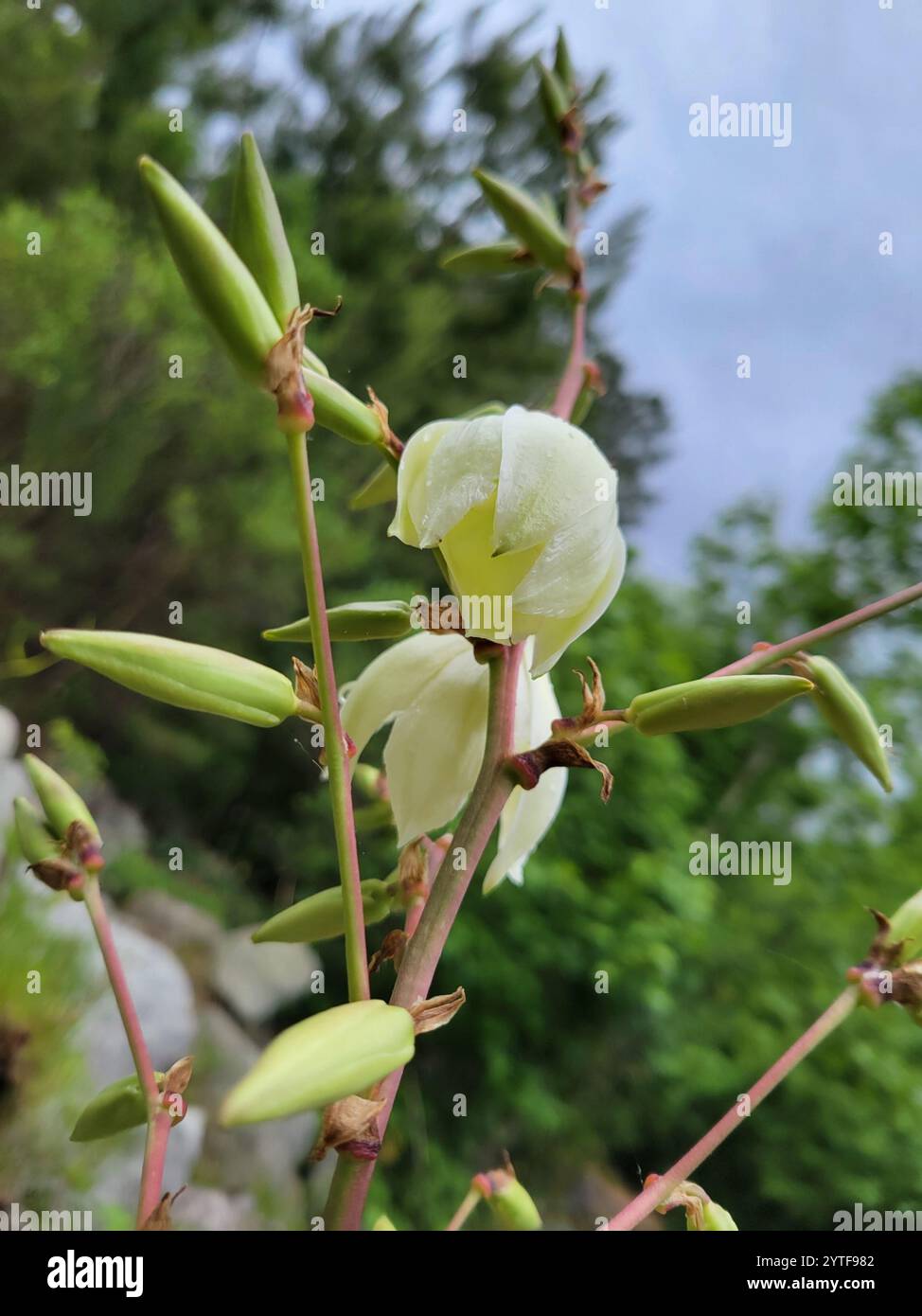 common yucca (Yucca filamentosa Stock Photo - Alamy
