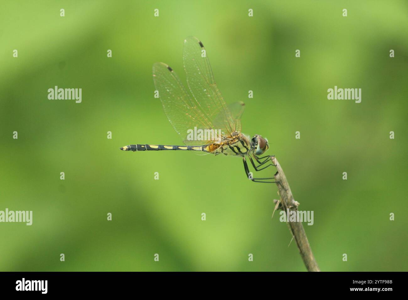 Trithemis pallidinervis hi-res stock photography and images - Alamy