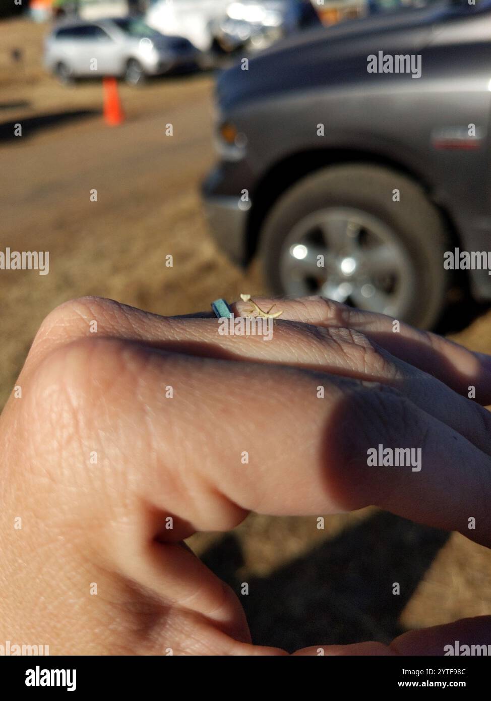 Mediterranean Mantis (Iris oratoria Stock Photo - Alamy