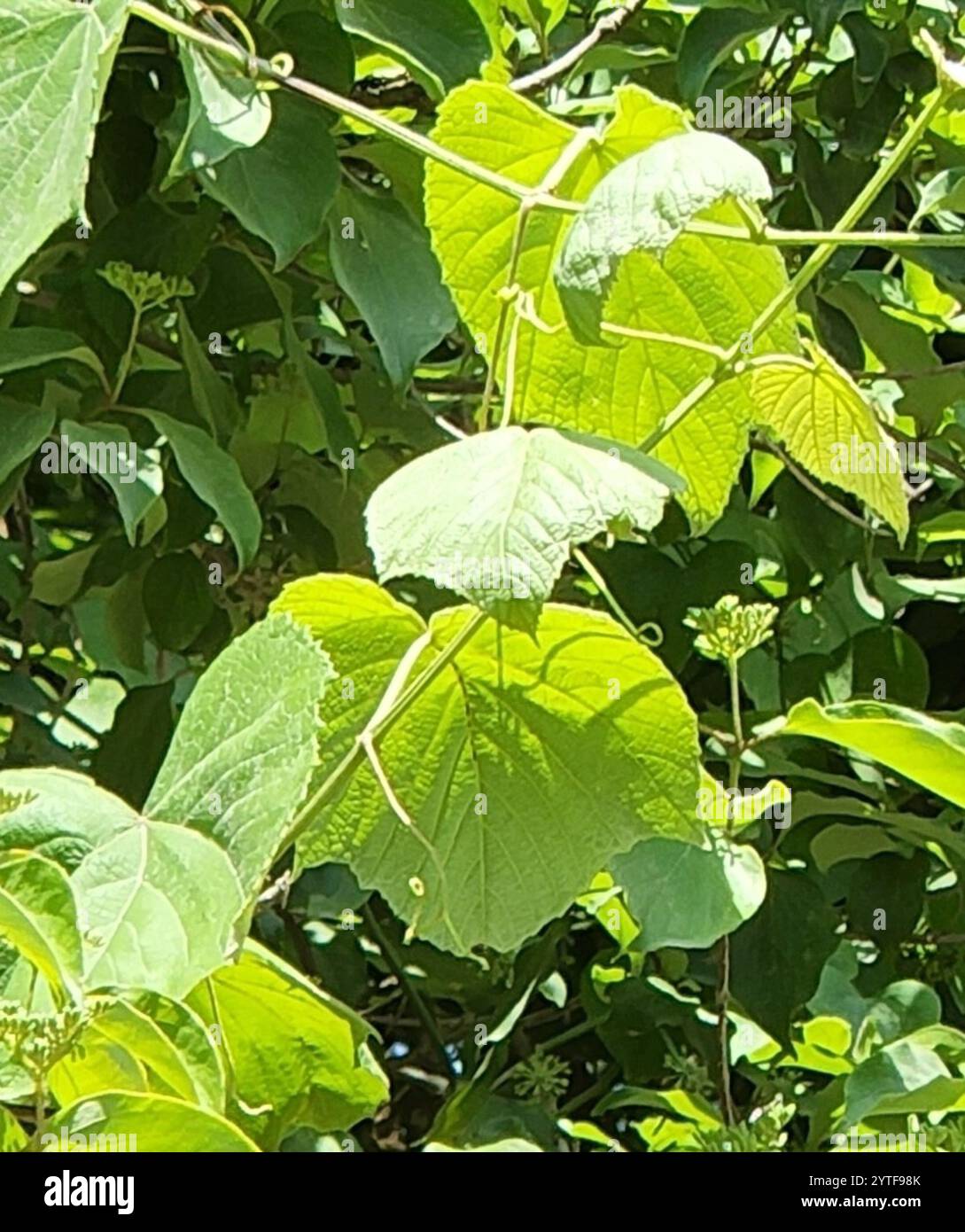 graybark grape (Vitis cinerea Stock Photo - Alamy
