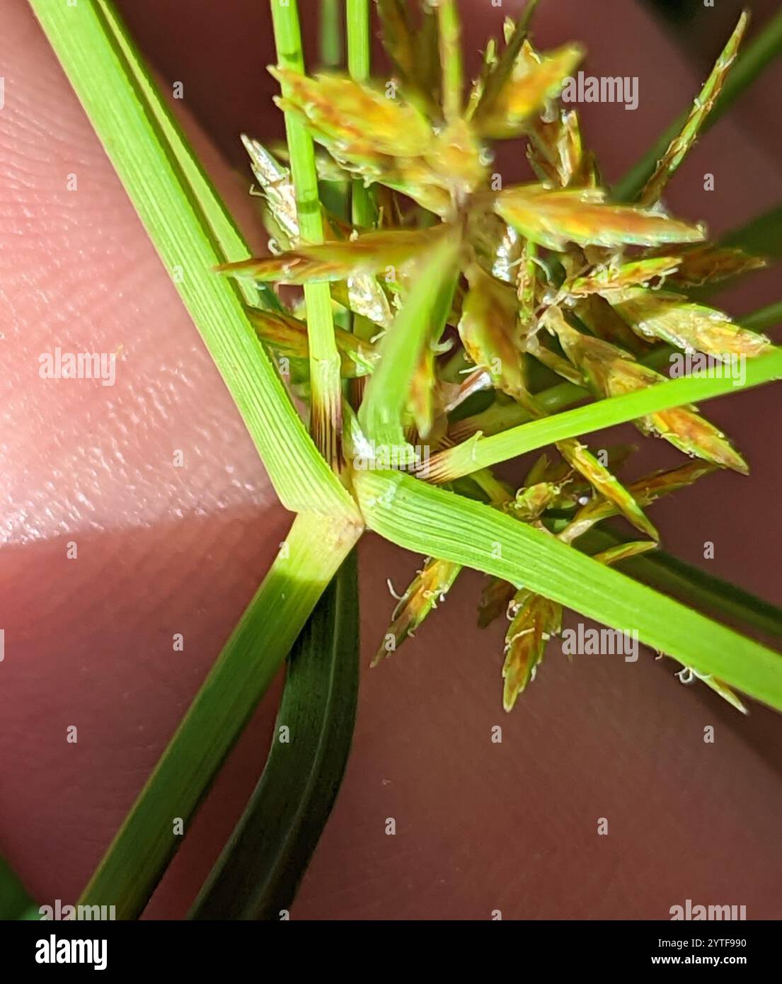 Bunchy flat-sedge (Cyperus polystachyos Stock Photo - Alamy