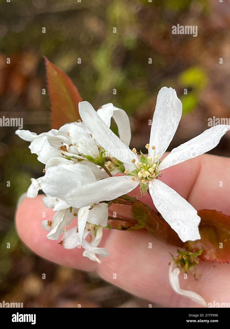 smooth shadbush (Amelanchier laevis Stock Photo - Alamy