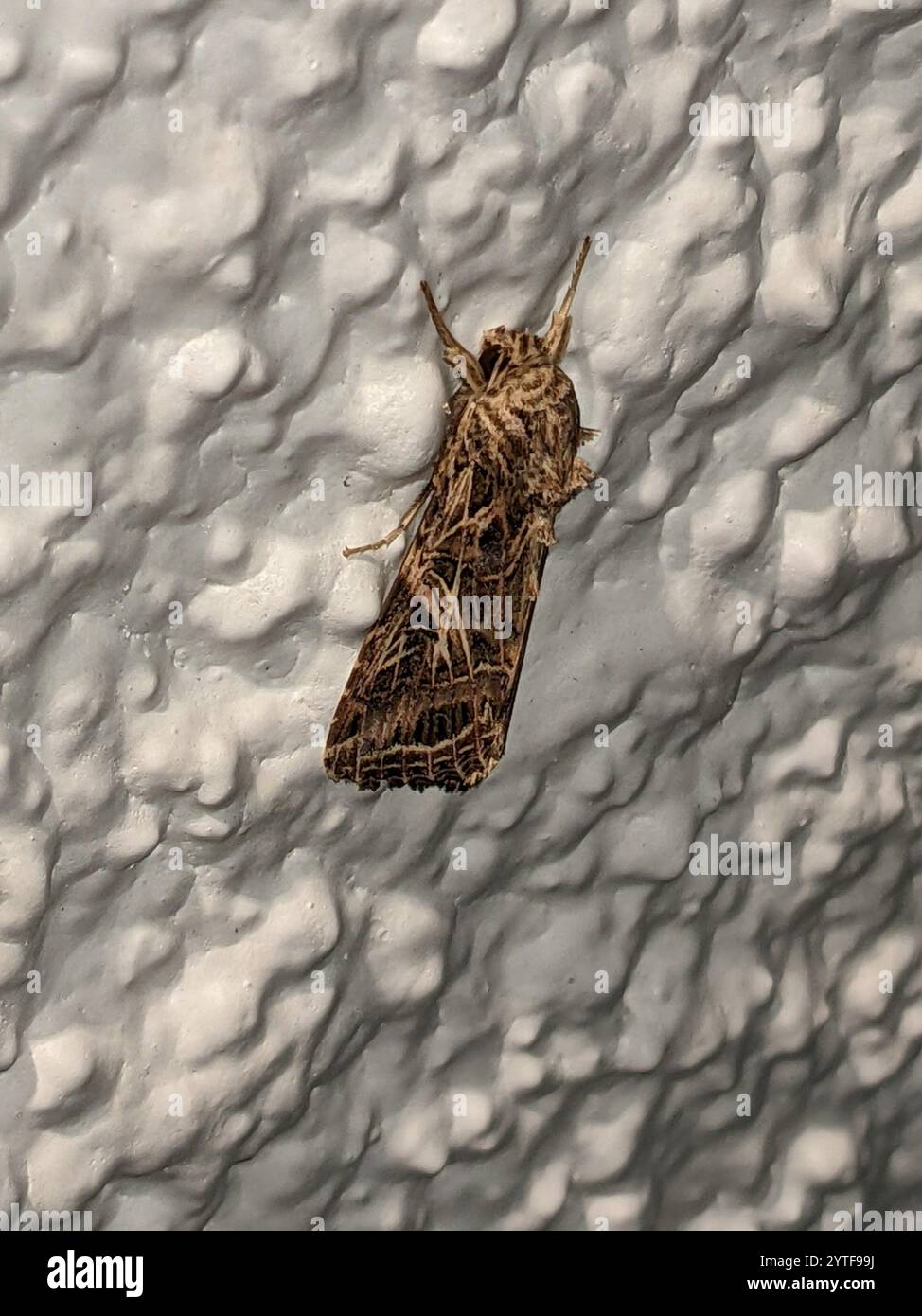 Mediterranean Brocade (Spodoptera littoralis Stock Photo - Alamy