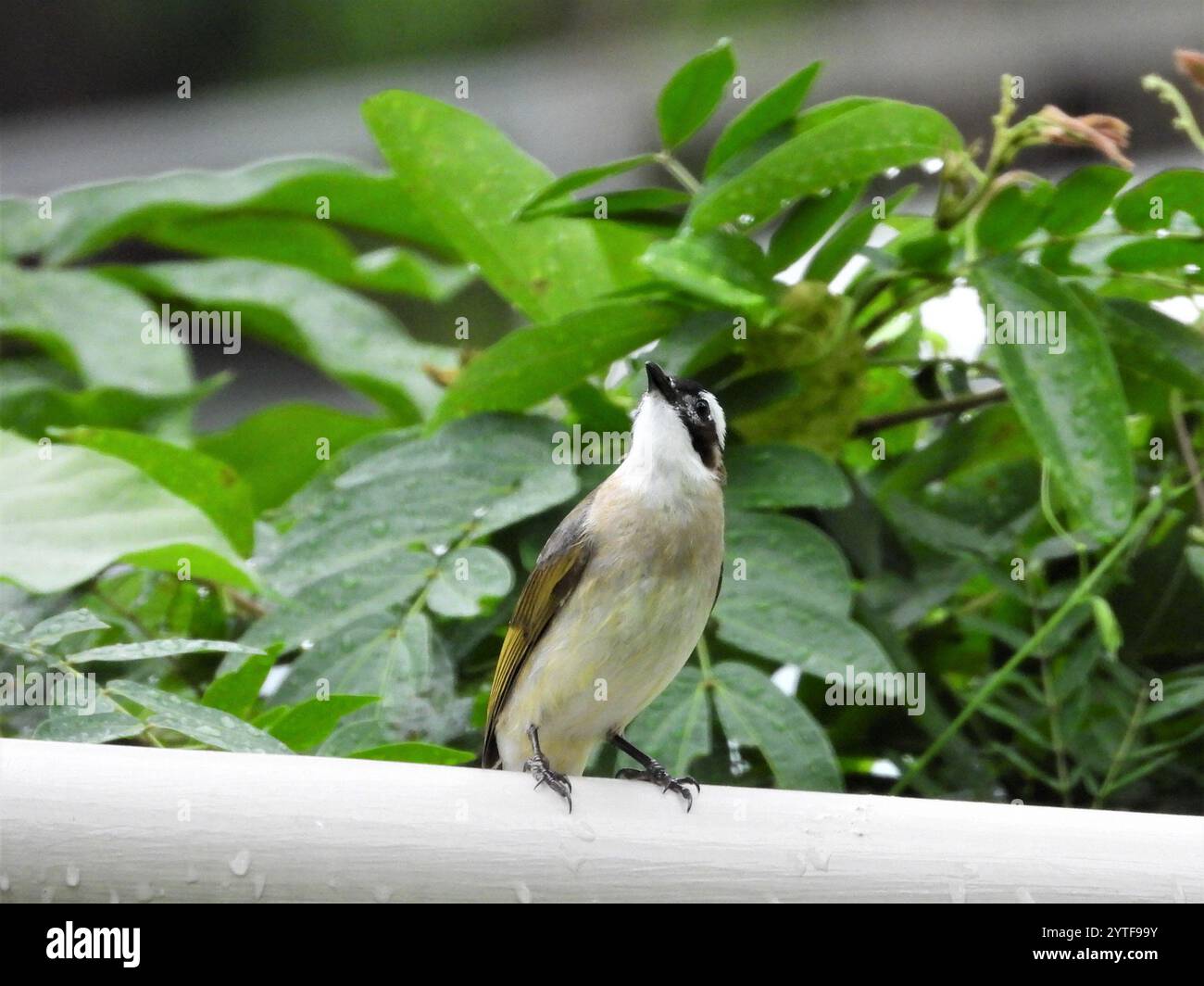 Light-vented Bulbul (Pycnonotus sinensis Stock Photo - Alamy