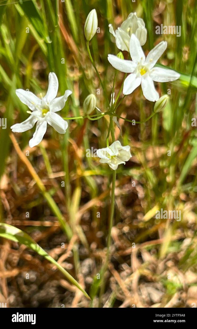 white brodiaea (Triteleia hyacinthina Stock Photo - Alamy