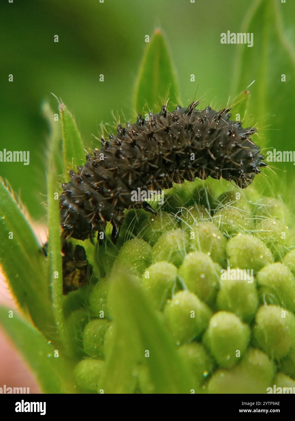 black-punctured leaf beetle (Galeruca tanaceti Stock Photo - Alamy