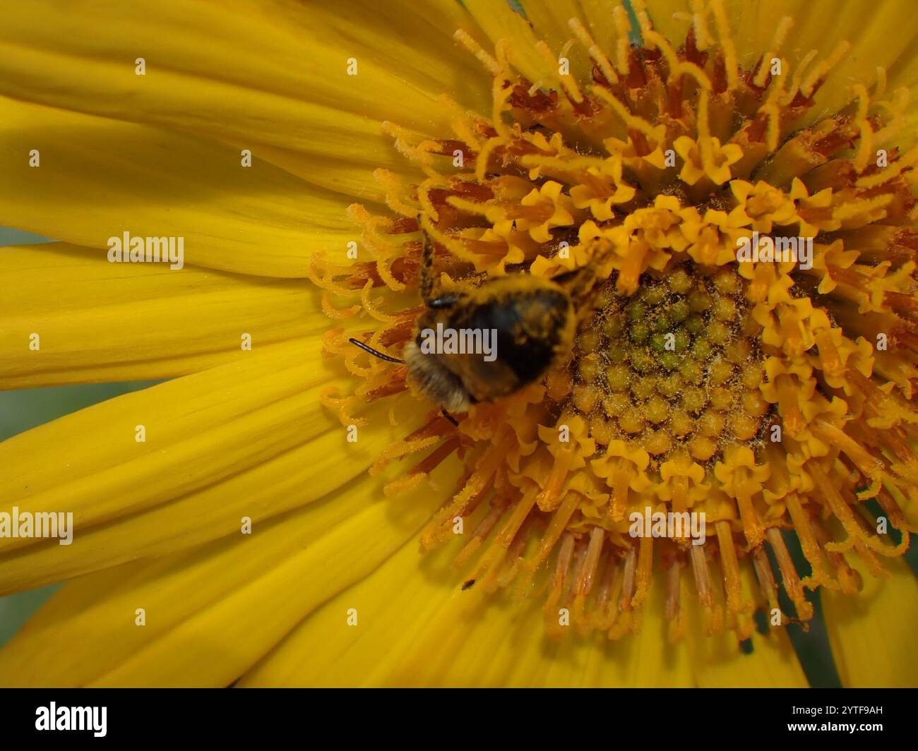 Western Leafcutter Bee (Megachile perihirta Stock Photo - Alamy