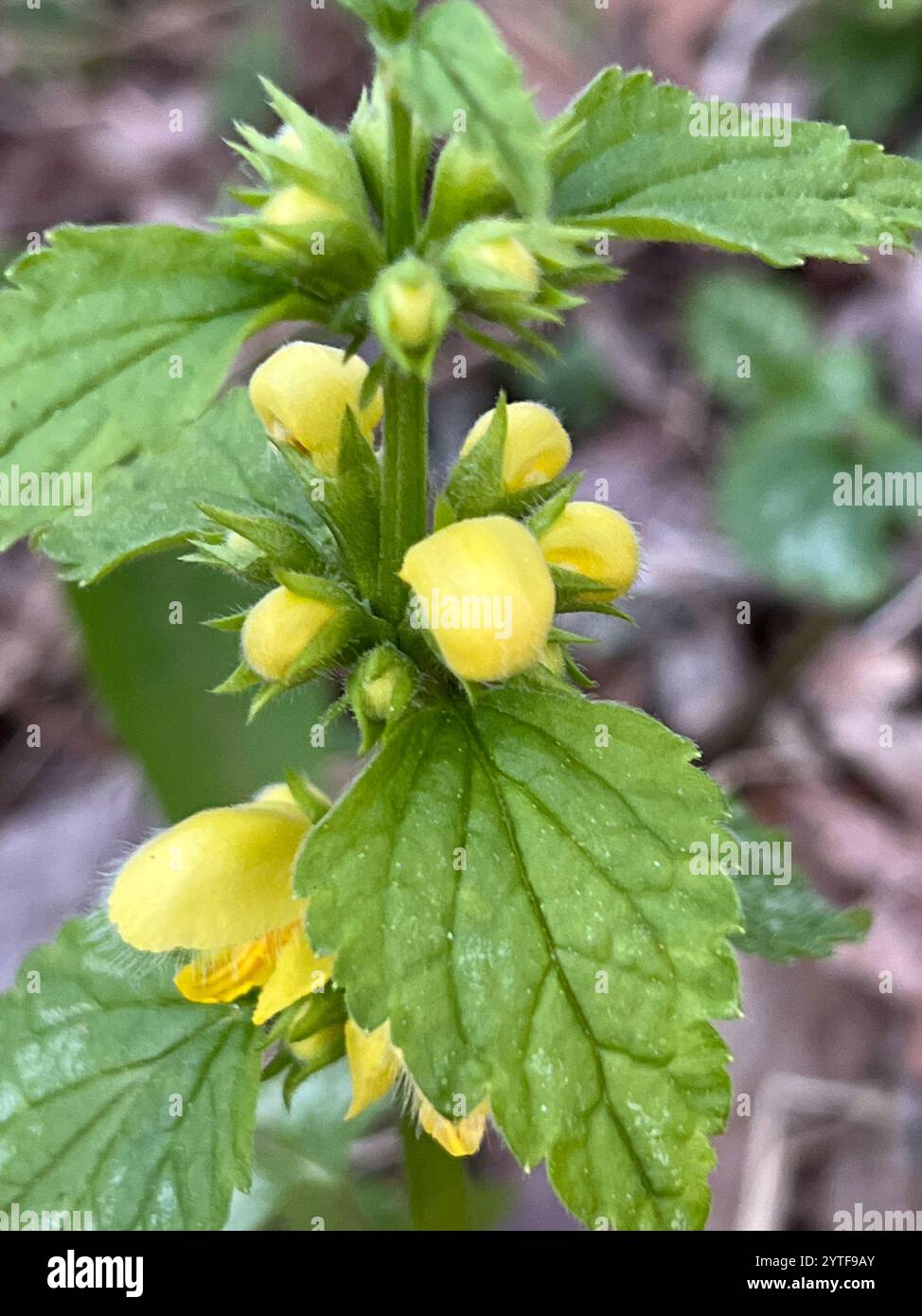 Variegated Yellow Archangel (Lamium galeobdolon argentatum Stock Photo ...