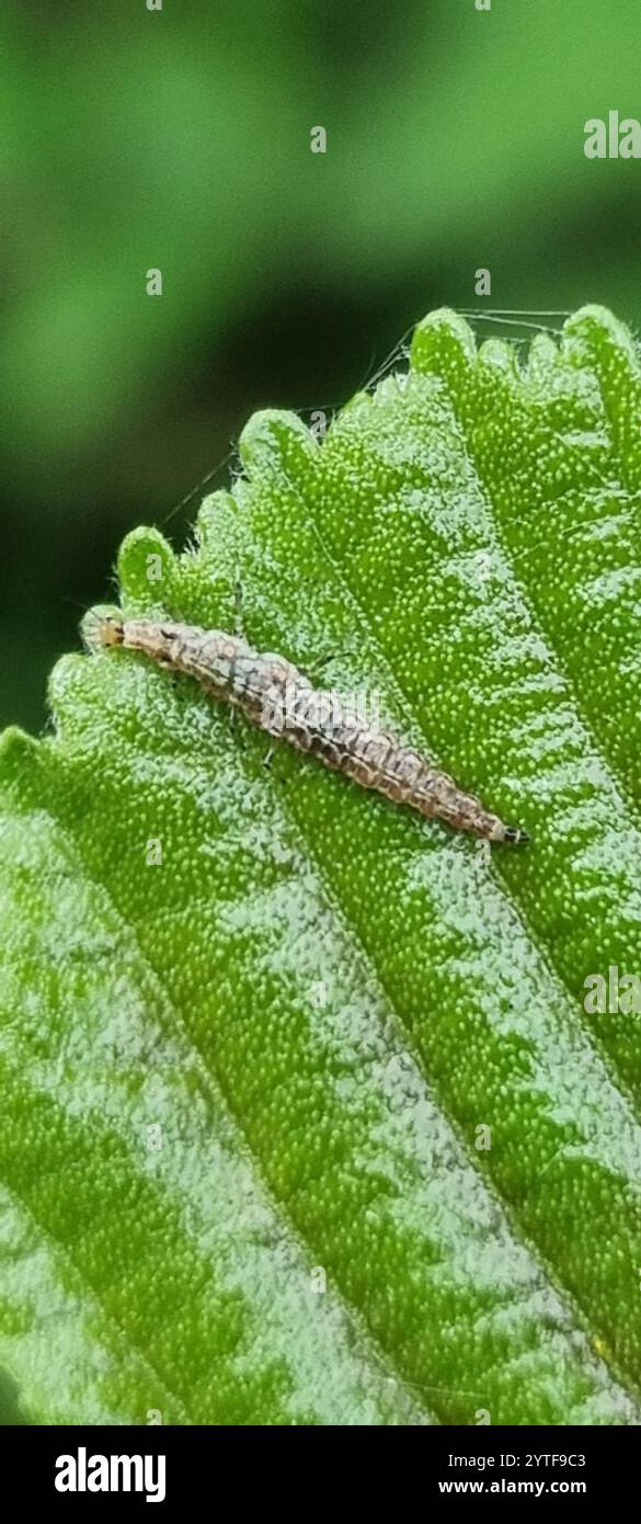 Micromus hi-res stock photography and images - Alamy