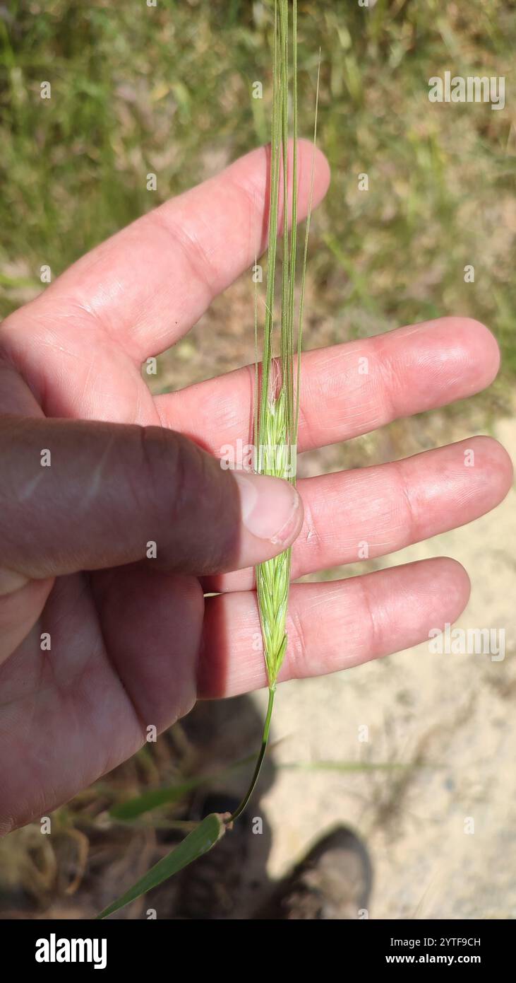 wild barley (Hordeum spontaneum Stock Photo - Alamy