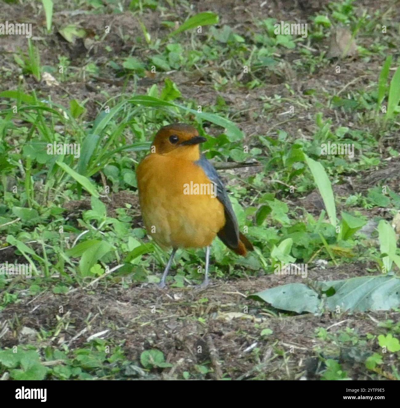 Red-capped Robin-Chat (Cossypha natalensis Stock Photo - Alamy