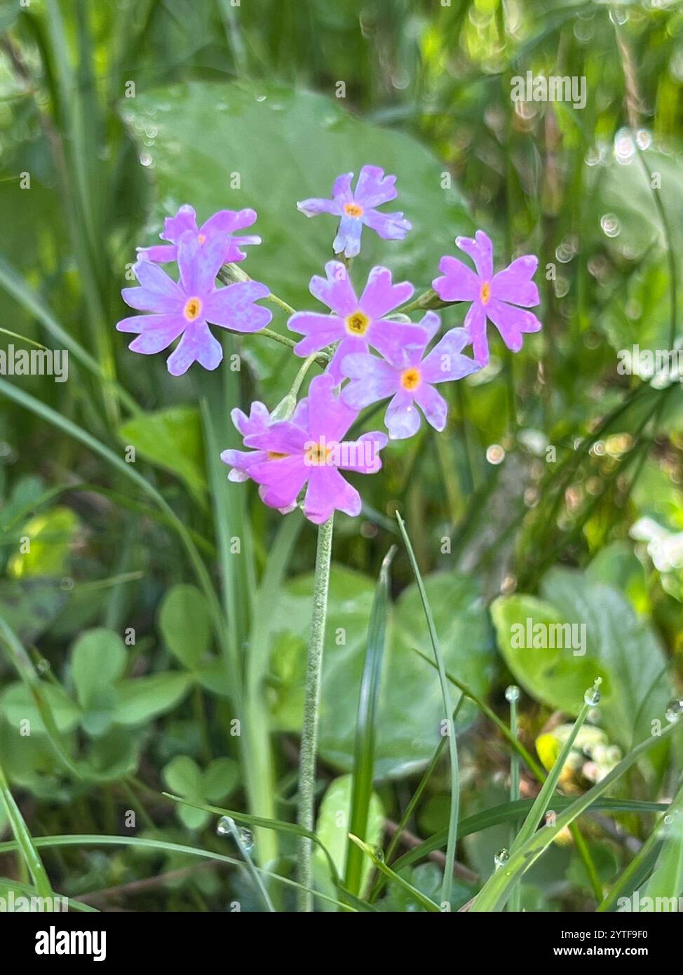 Bird's-eye Primrose (Primula farinosa Stock Photo - Alamy