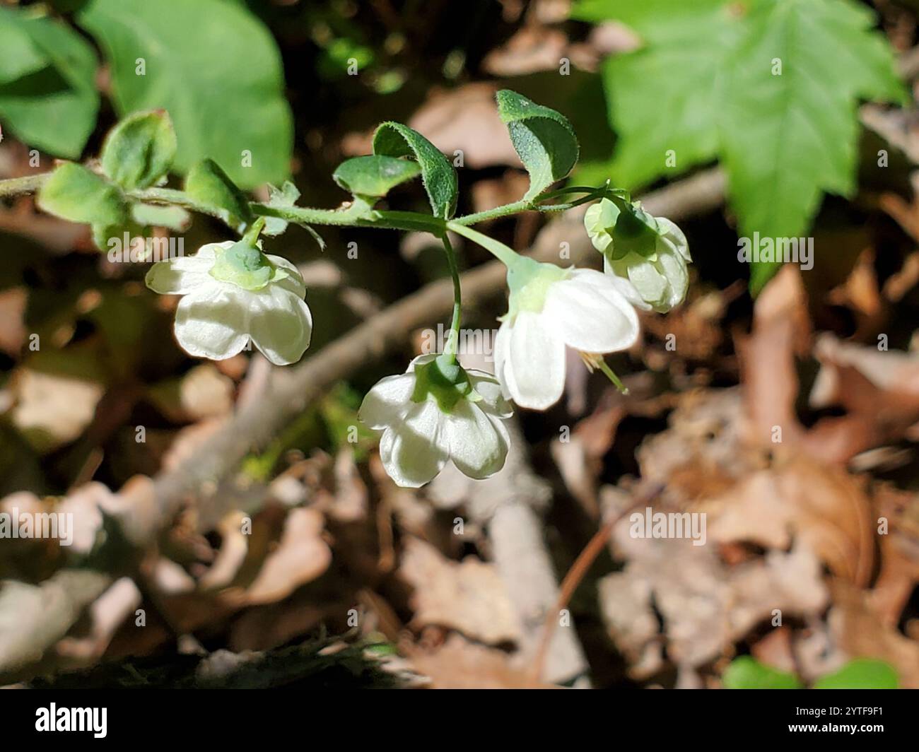Deerberry hi-res stock photography and images - Alamy