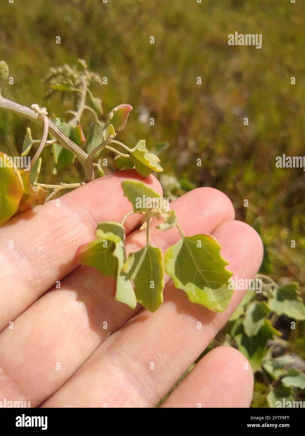 Chenopodium oahuense hi-res stock photography and images - Alamy