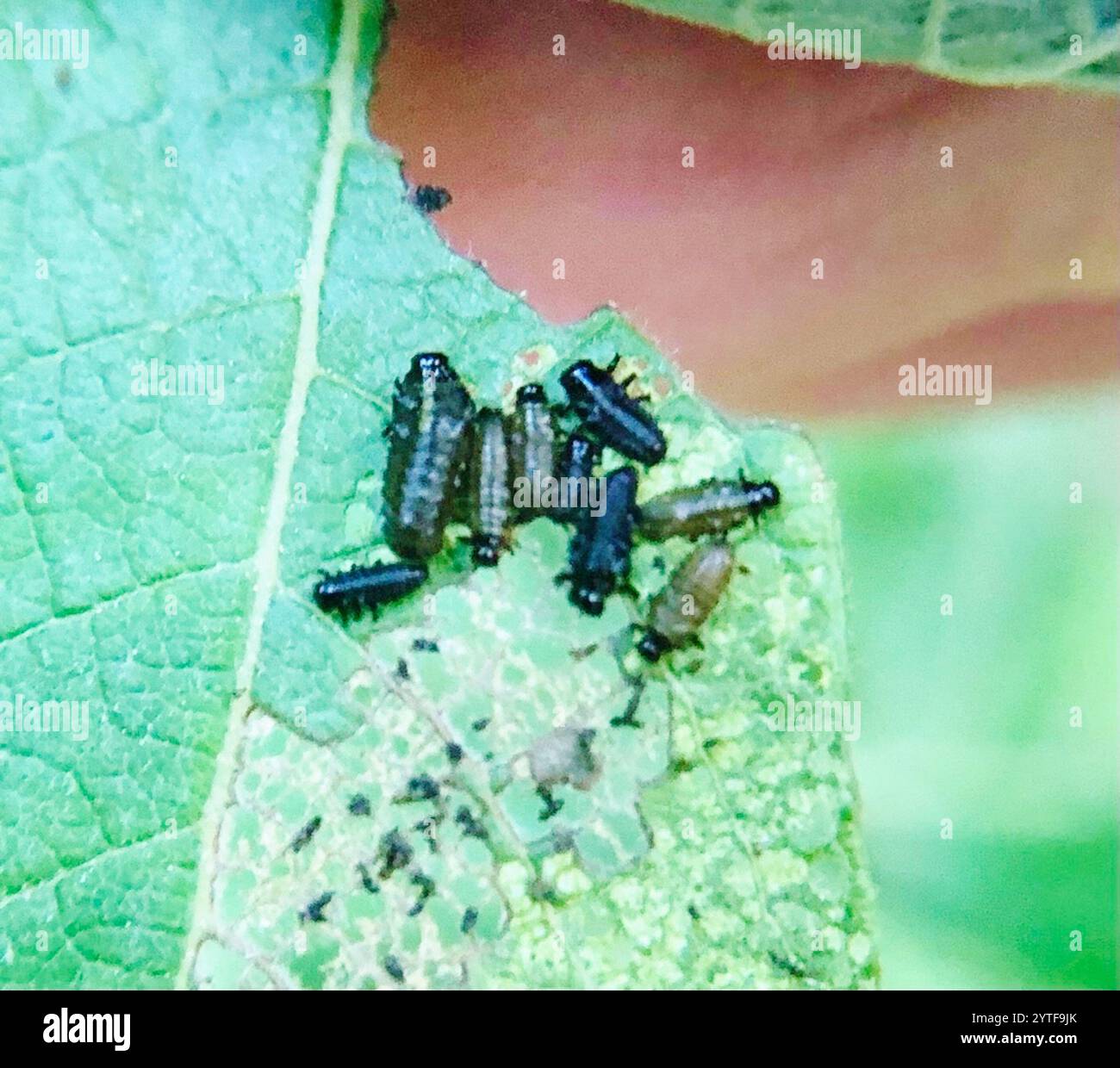 Willow Leaf Beetle (Plagiodera versicolora Stock Photo - Alamy