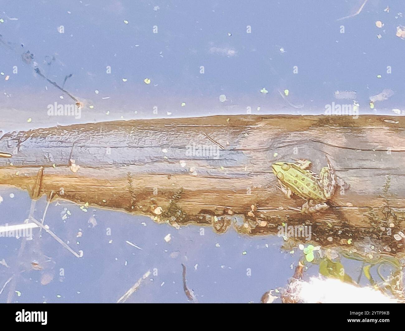 Pool frog complex and its kleptons (Pelophylax lessonae Stock Photo - Alamy