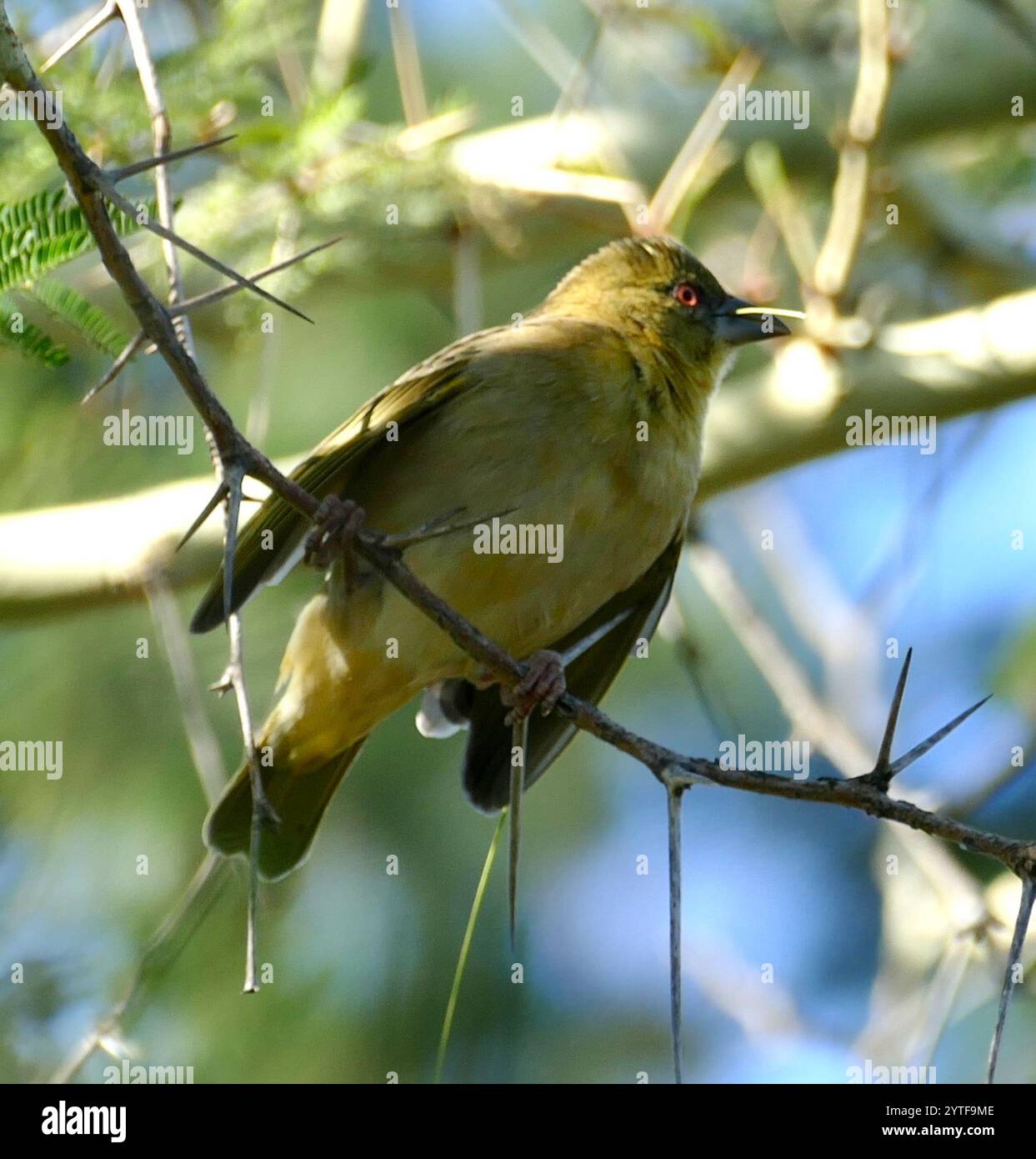Southern Masked Weaver (Ploceus velatus Stock Photo - Alamy