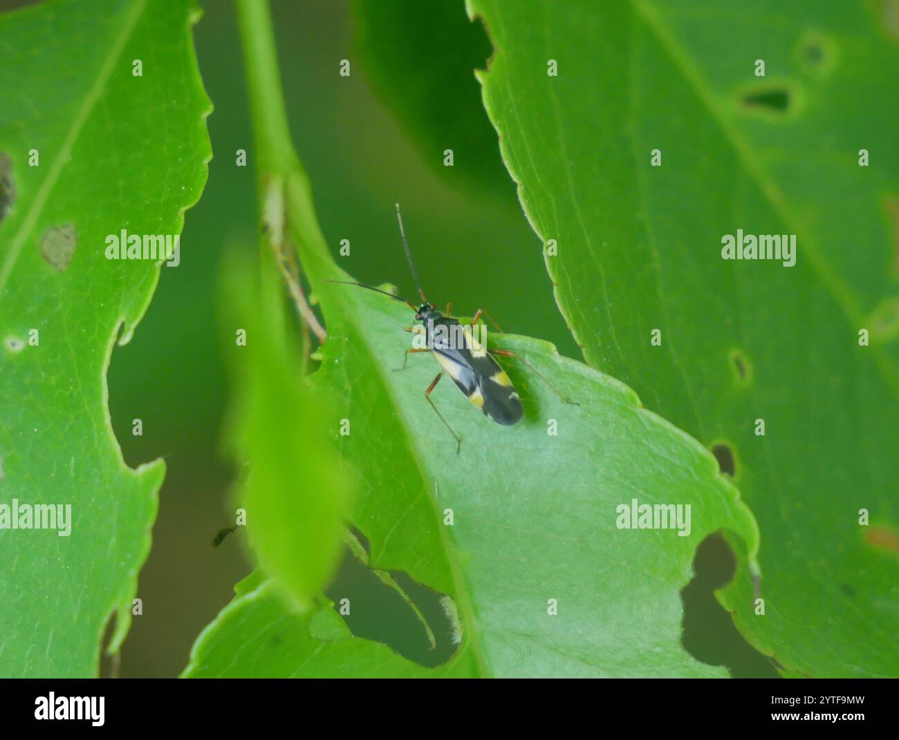 four-spotted plant bug (Dryophilocoris flavoquadrimaculatus Stock Photo ...