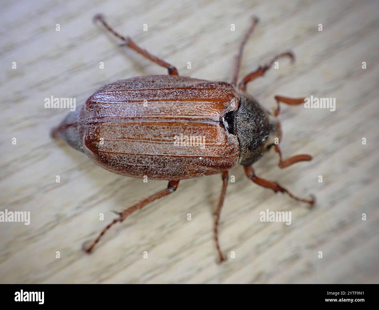 Common Cockchafer (Melolontha melolontha Stock Photo - Alamy
