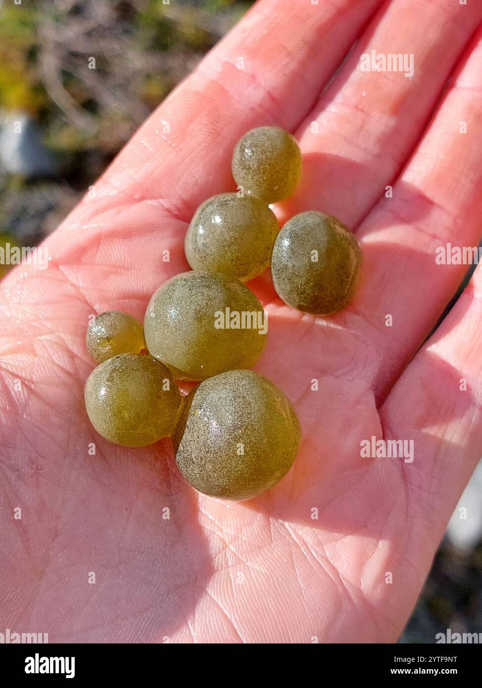 Mare's Eggs (Nostoc pruniforme Stock Photo - Alamy