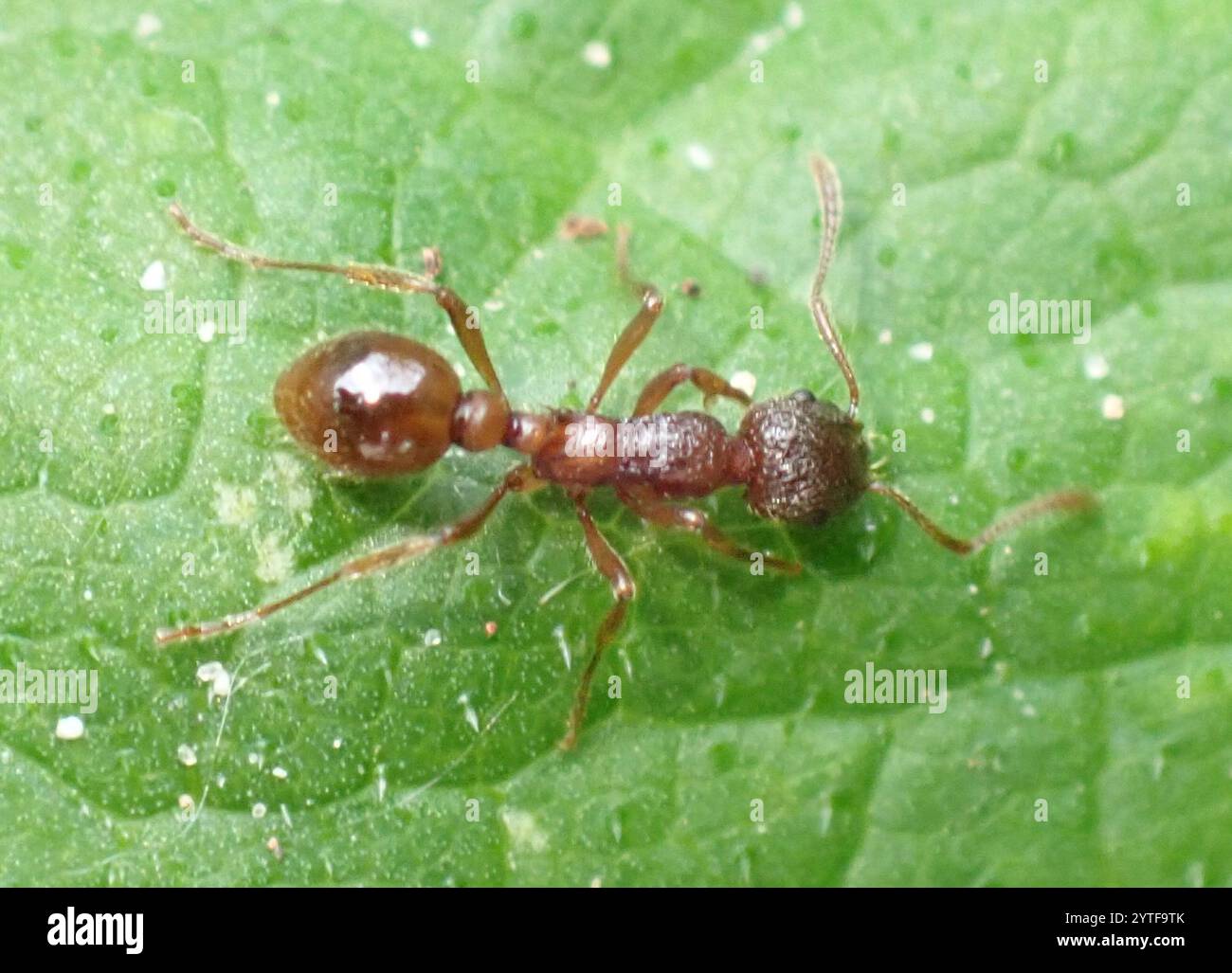 European fire ant (Myrmica rubra Stock Photo - Alamy