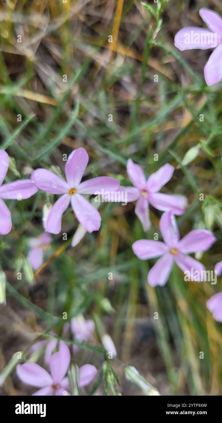 Longleaf Phlox (Phlox longifolia Stock Photo - Alamy