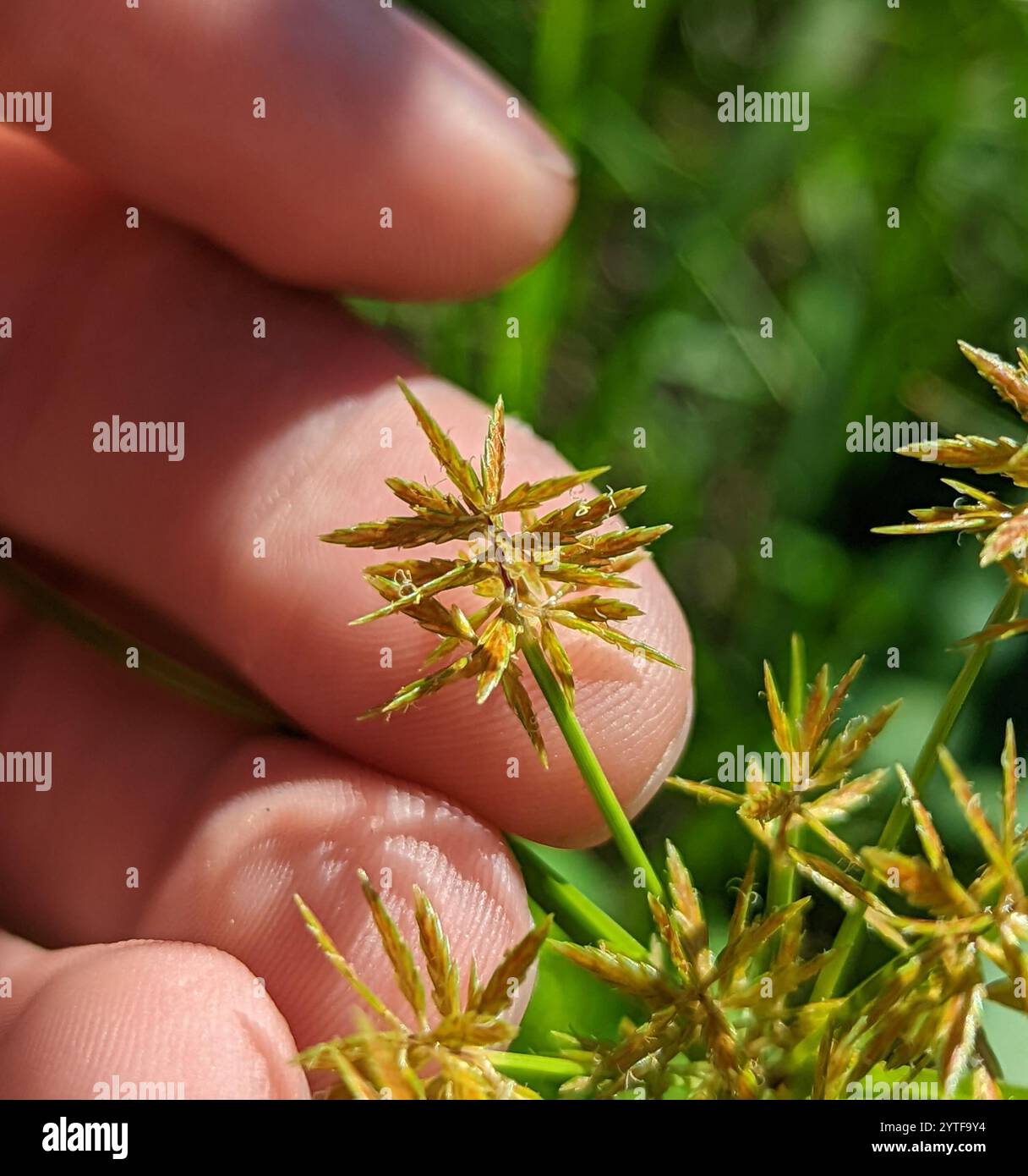 Bunchy flat-sedge (Cyperus polystachyos Stock Photo - Alamy