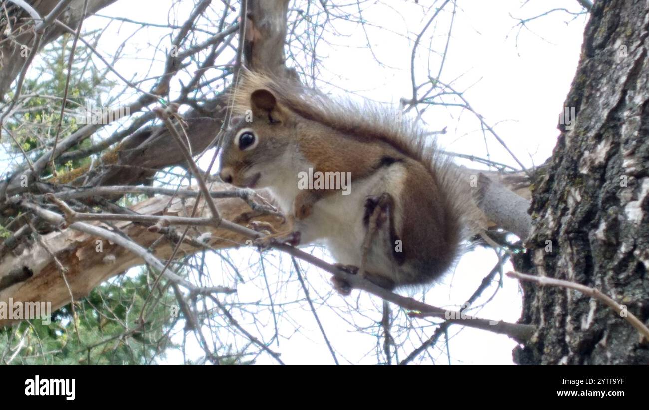 American Red Squirrel (Tamiasciurus hudsonicus Stock Photo - Alamy