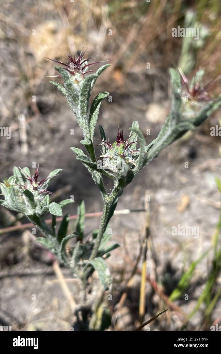 Maltese star-thistle (Centaurea melitensis Stock Photo - Alamy