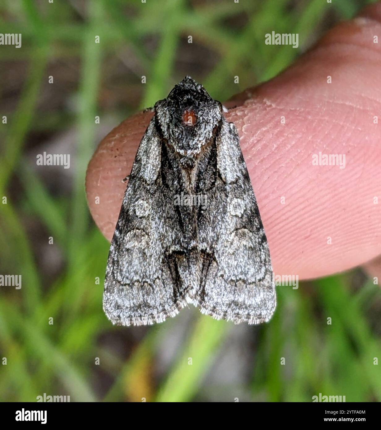 Dagger Moths (Acronicta Stock Photo - Alamy