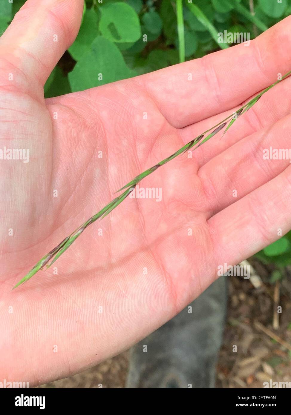 Alaska Oniongrass (Melica subulata Stock Photo - Alamy
