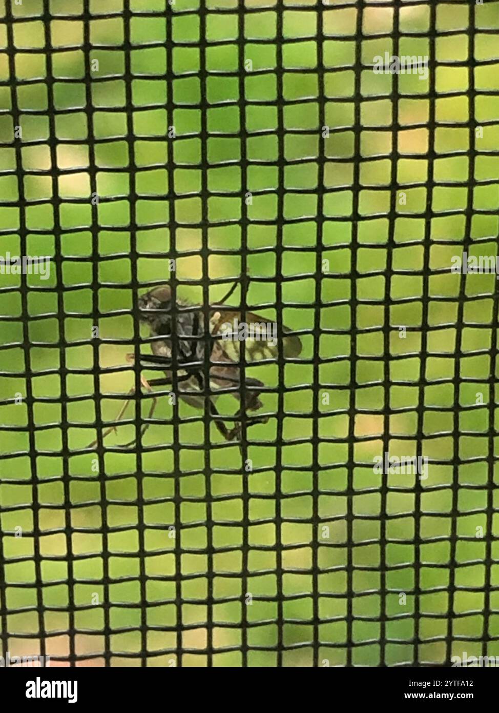 Common Snipe Fly (Rhagio mystaceus Stock Photo - Alamy