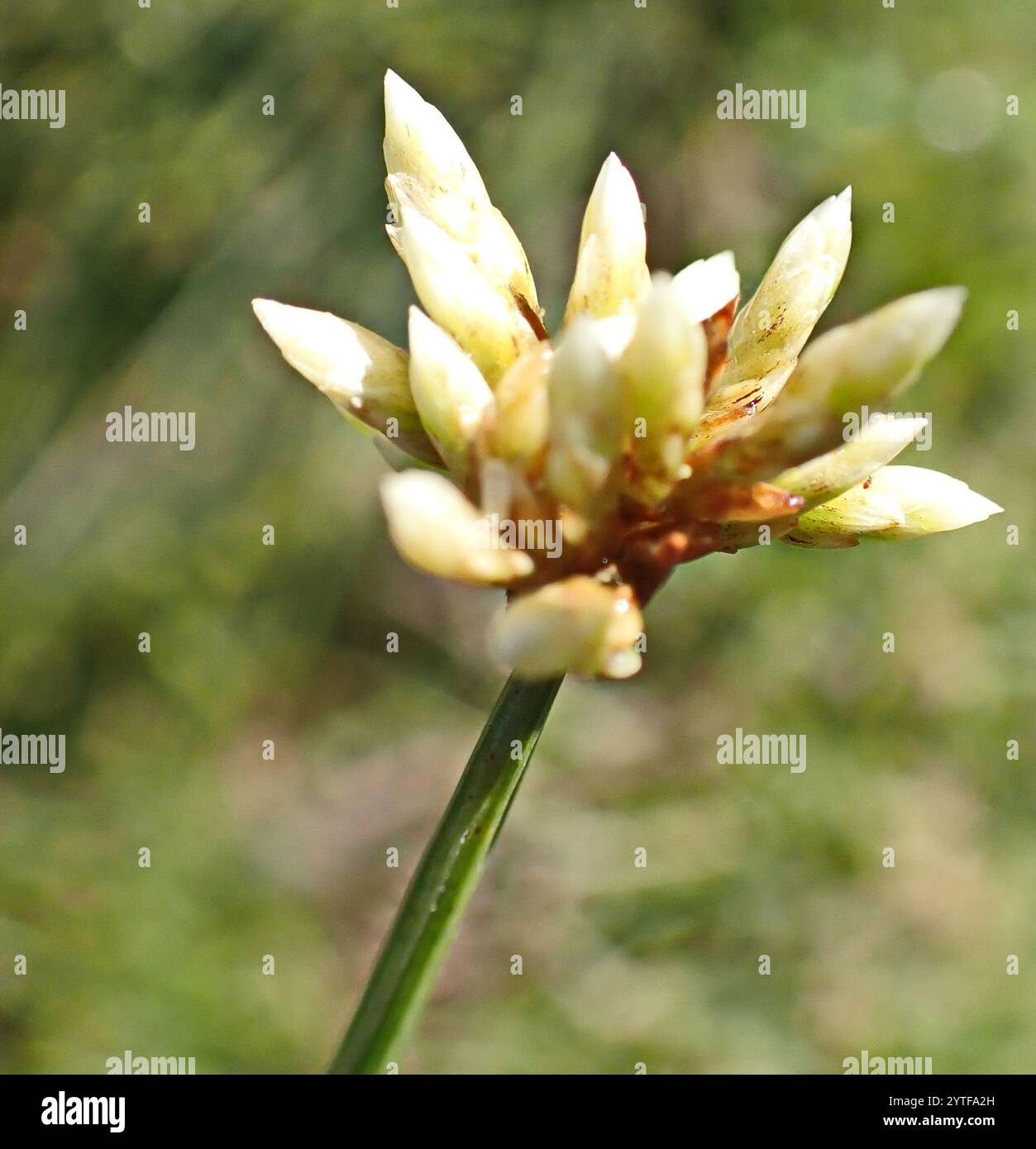 Star Grasses (Ficinia Stock Photo - Alamy
