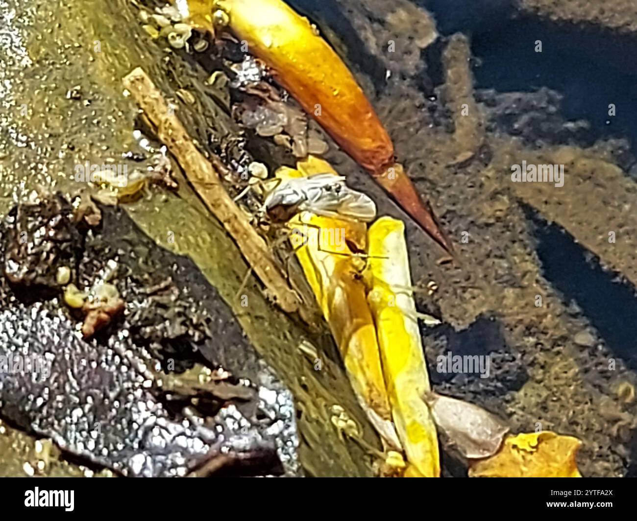 Non-biting Midges (Chironomidae Stock Photo - Alamy