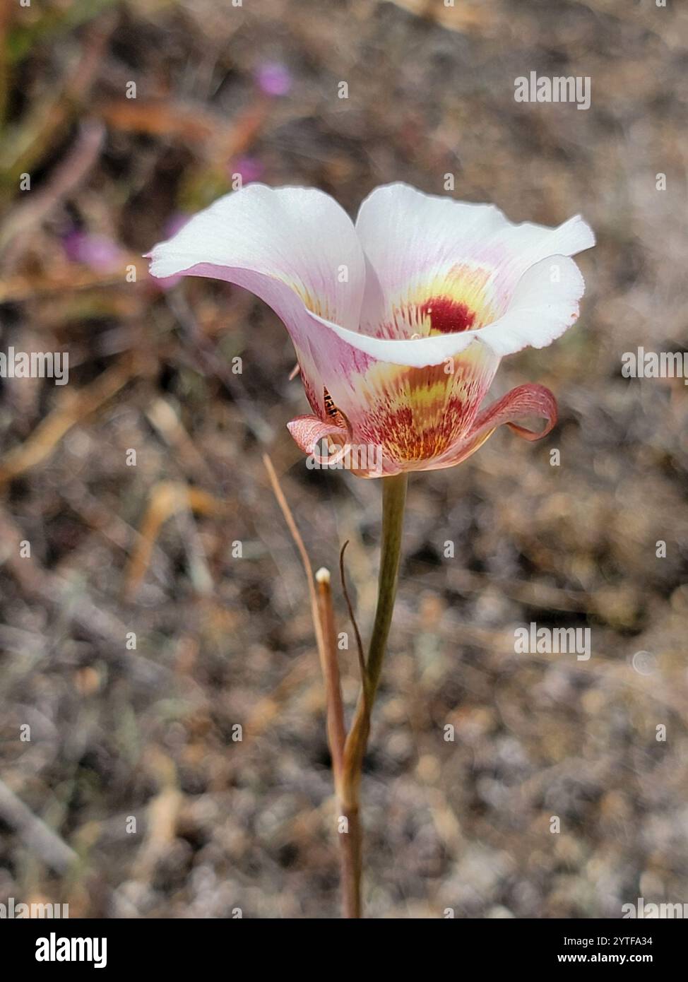 clay mariposa lily (Calochortus argillosus Stock Photo - Alamy