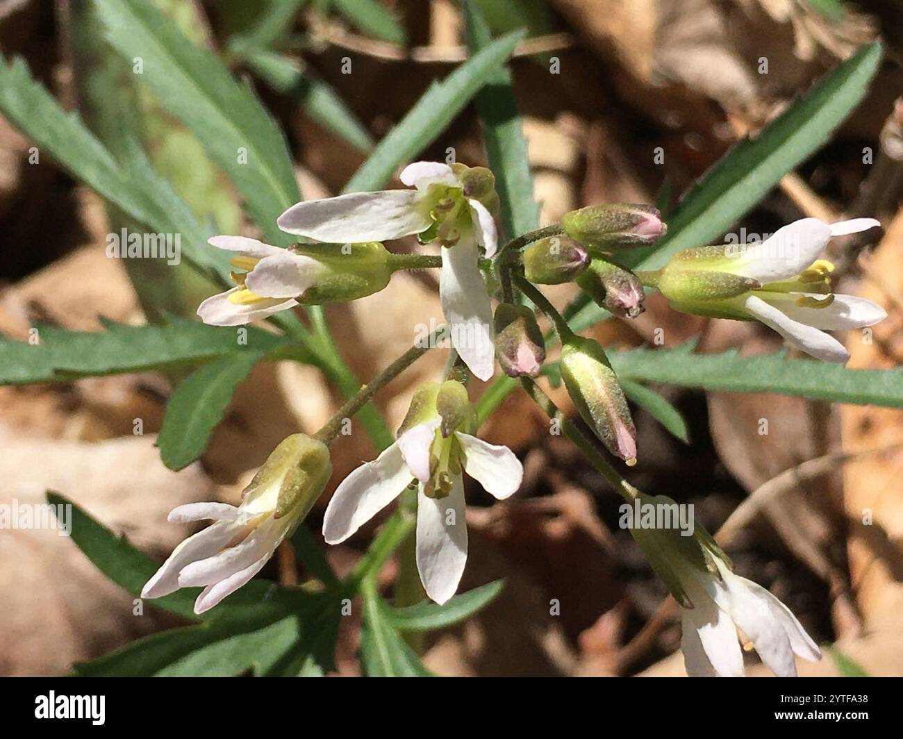cut-leaved toothwort (Cardamine concatenata Stock Photo - Alamy